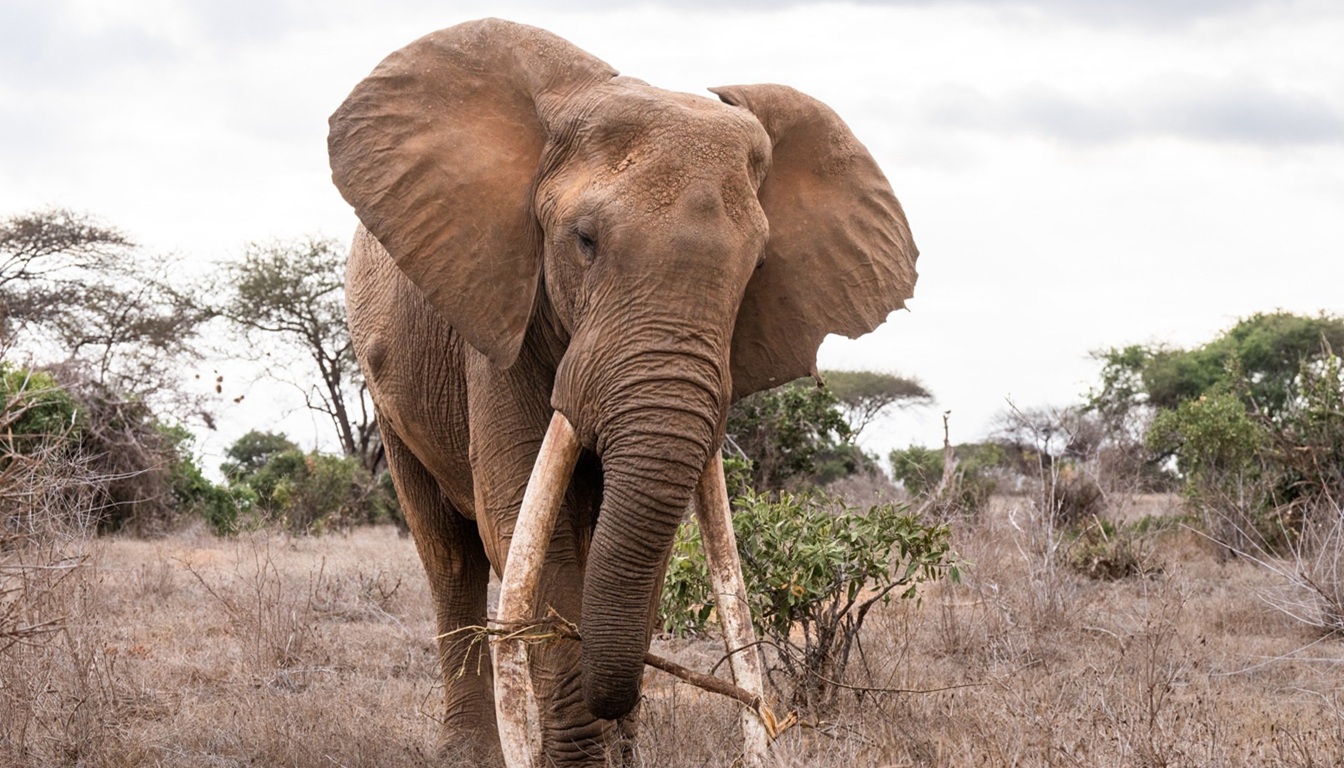 Why Ivory Poaching Is Still Killing African Elephants