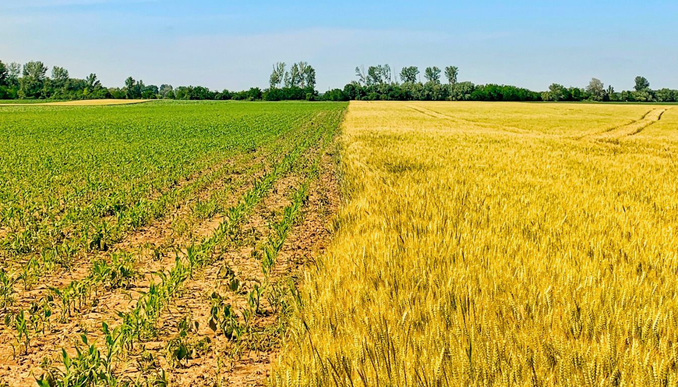 Drought-Resistant Crops in namibia Permaculture